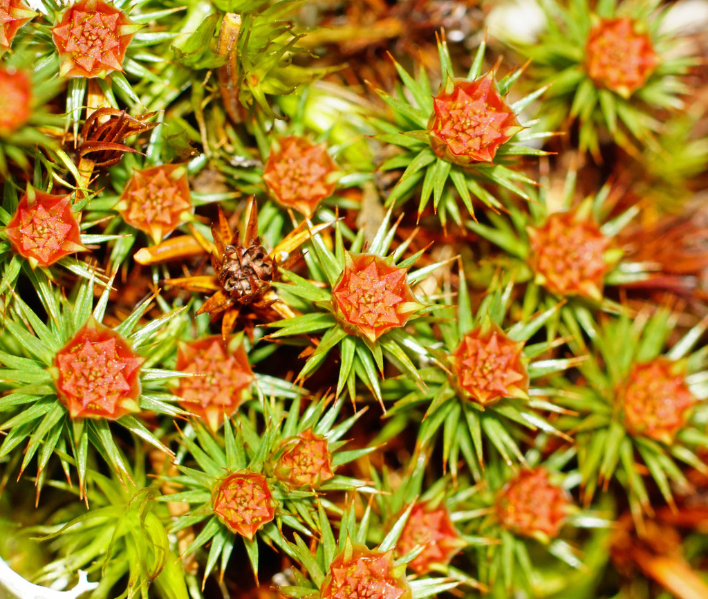 haircap mosses (Polytrichum) - Botanical Realm