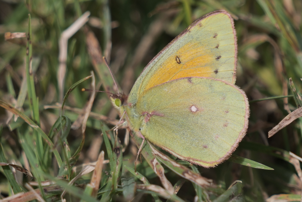 Colias lesbia lesbia from San Jeronimo Nte., Santa Fe, Argentina on ...