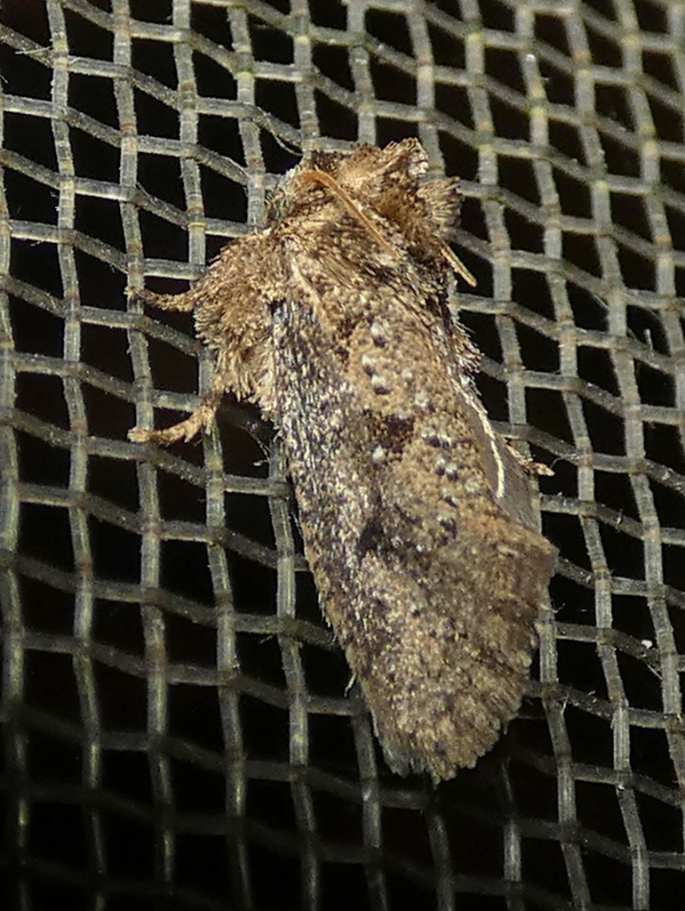 Grass Tubeworm Moths from Zona rural de Paudalho - Pernambuco on April ...