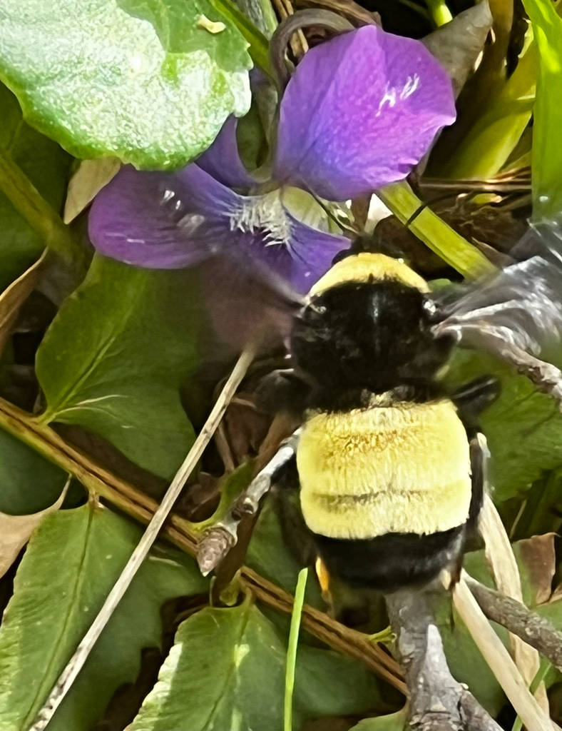 American Bumble Bee from Annapolis on April 22, 2022 at 04:03 PM by ...