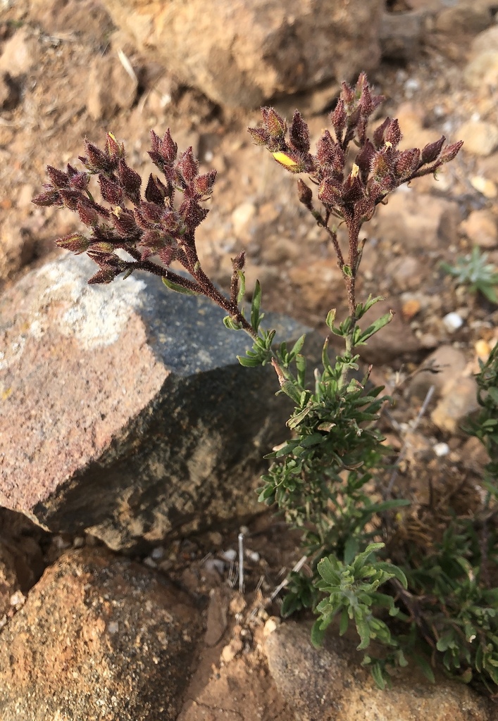 island rush-rose in April 2022 by Morgan Stickrod · iNaturalist