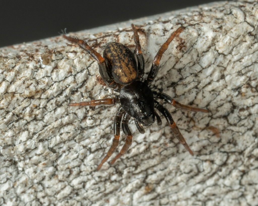 Allocosa funerea from 4616 Sleepy Hole Rd, Suffolk, VA 23435, USA on ...