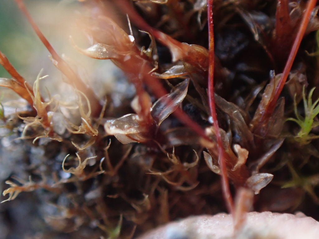 Tortula bolanderi from Nanaimo, BC, Canada on April 22, 2022 at 01:10 ...