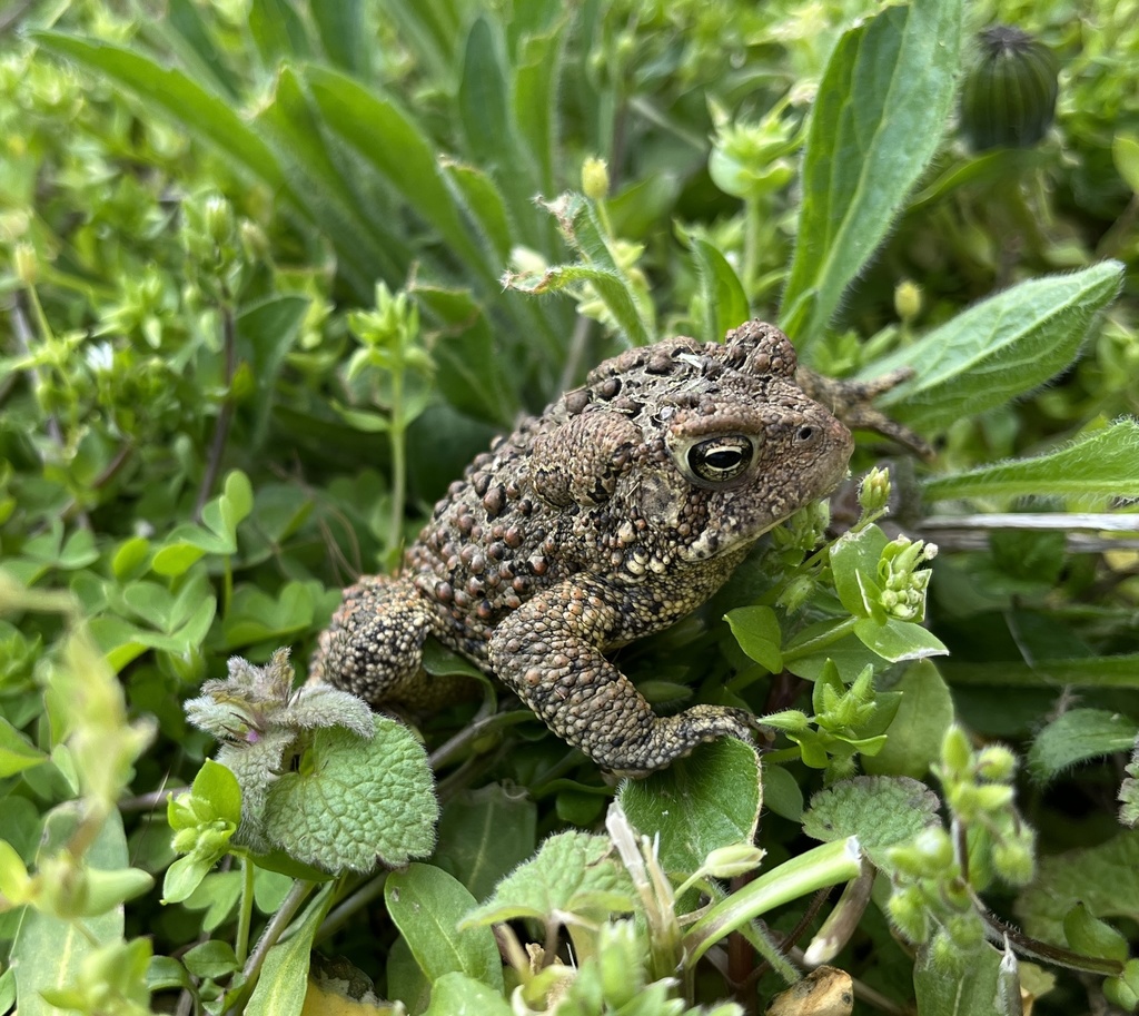 American Toad from Bedenbender Rd, Rushville, IL, US on April 22, 2022 ...