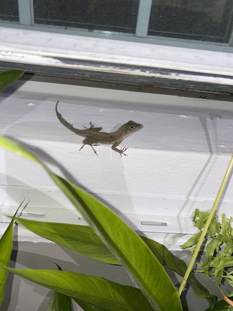 Crested Anole from Puerto Rico, Bayamón, Puerto Rico, US on April 22 ...