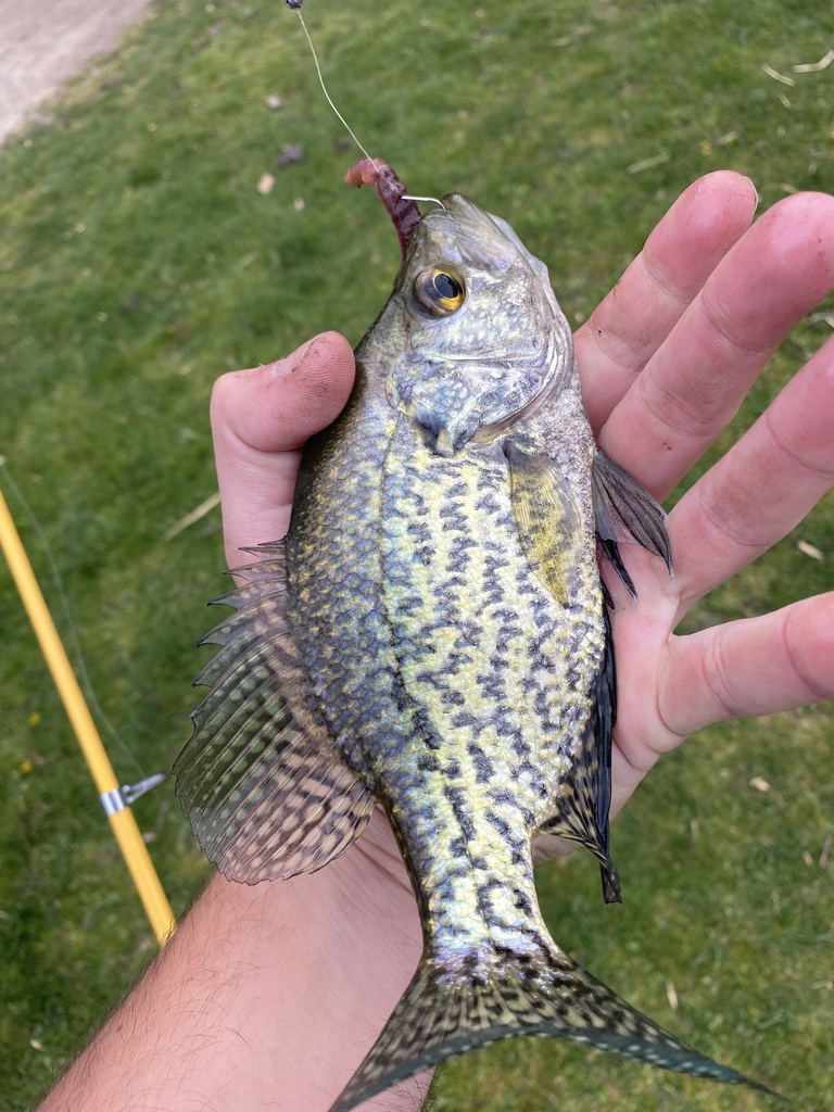 Black Crappie from Masons Mill Park, Huntingdon Valley, PA, US on April ...