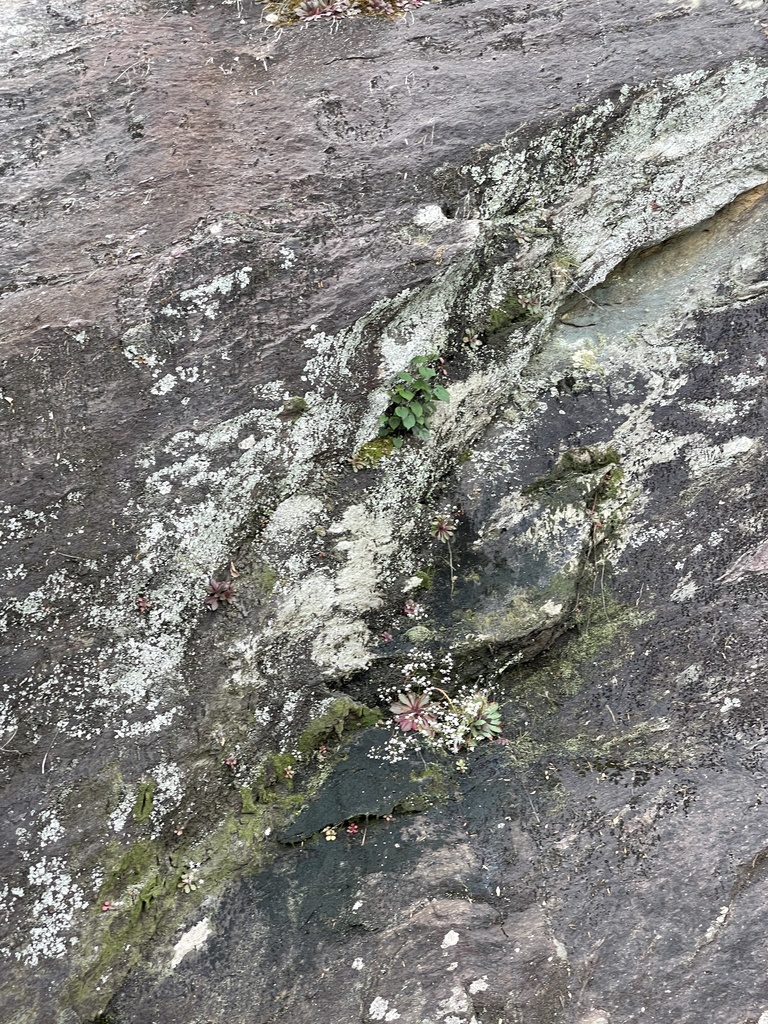 Cliff Saxifrage from Sumter National Forest, Salem, SC, US on April 22 ...