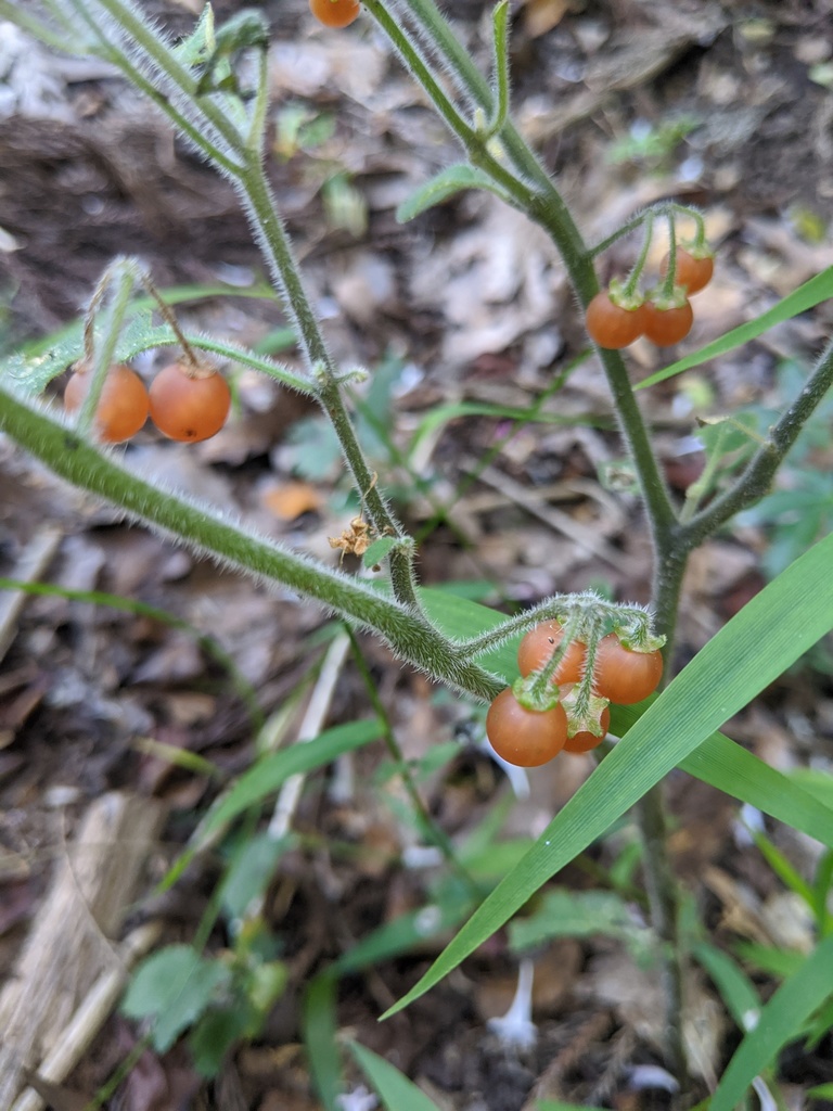 red nightshade from Clarke, Georgia, United States on September 4, 2020 ...
