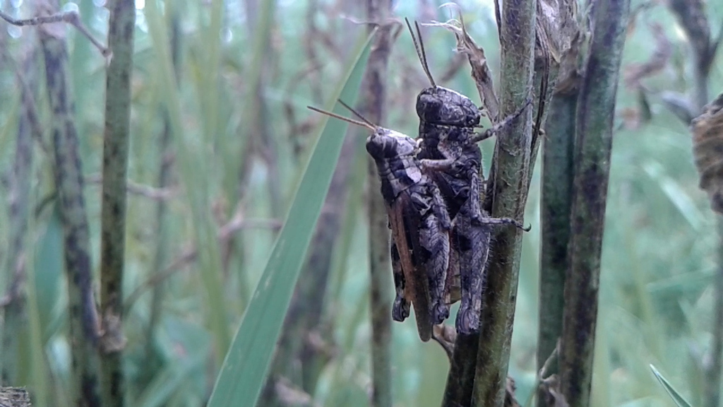 Baeacris punctulata from Latacunga, Ecuador on December 01, 2018 at 12: ...