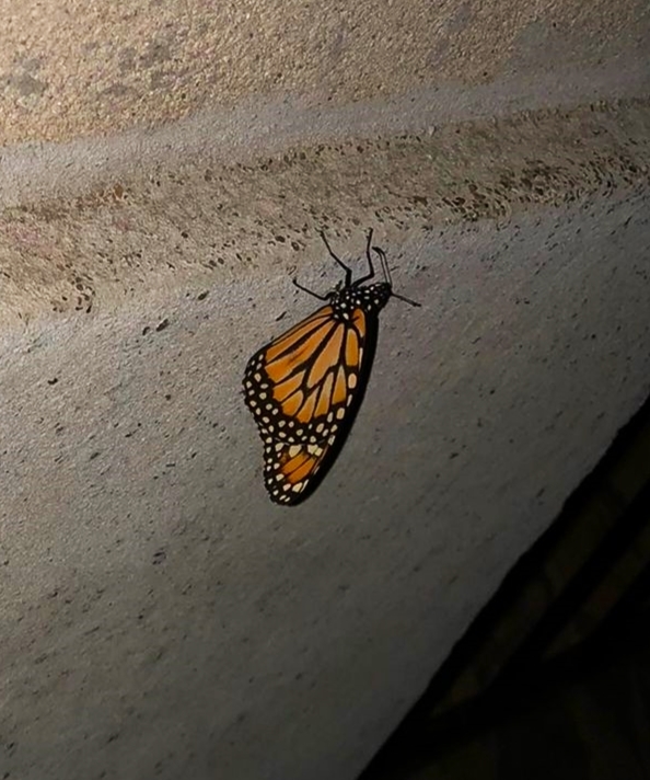 Southern Monarch from Paso Molino, Montevideo, Departamento de ...