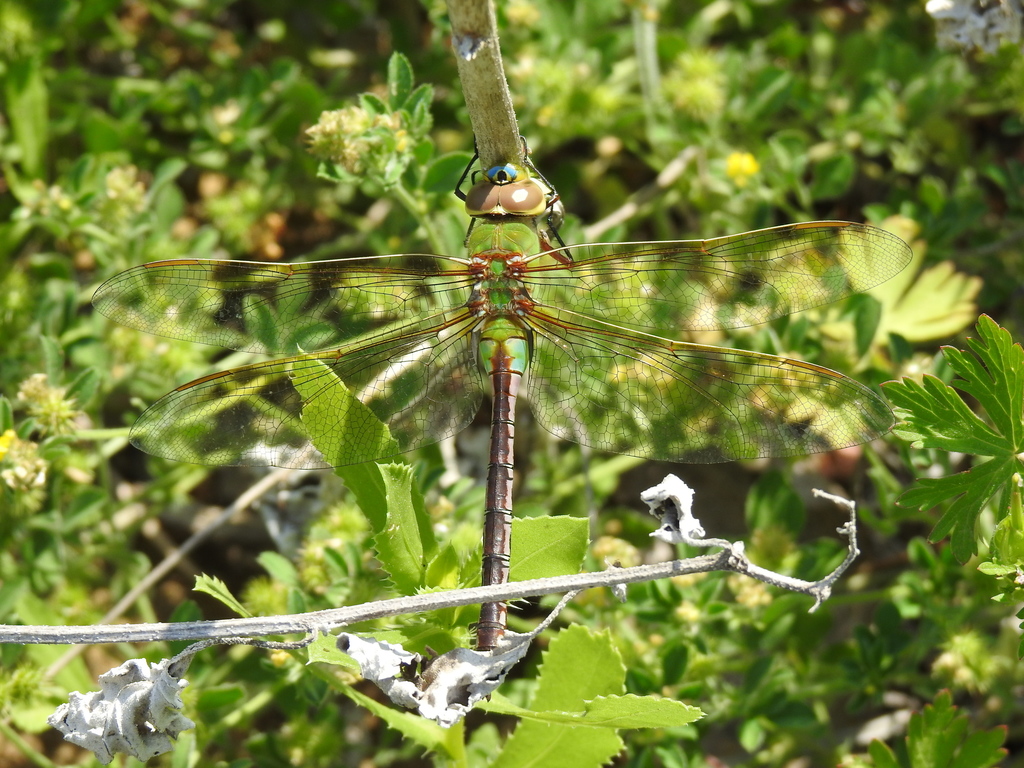 Common Green Darner from Lewisville, TX, USA on April 22, 2022 at 04:10 ...