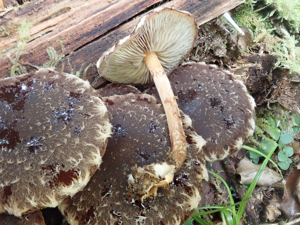 New Zealand shiitake from Tuapeka West on March 11, 2022 at 01:13 PM by ...