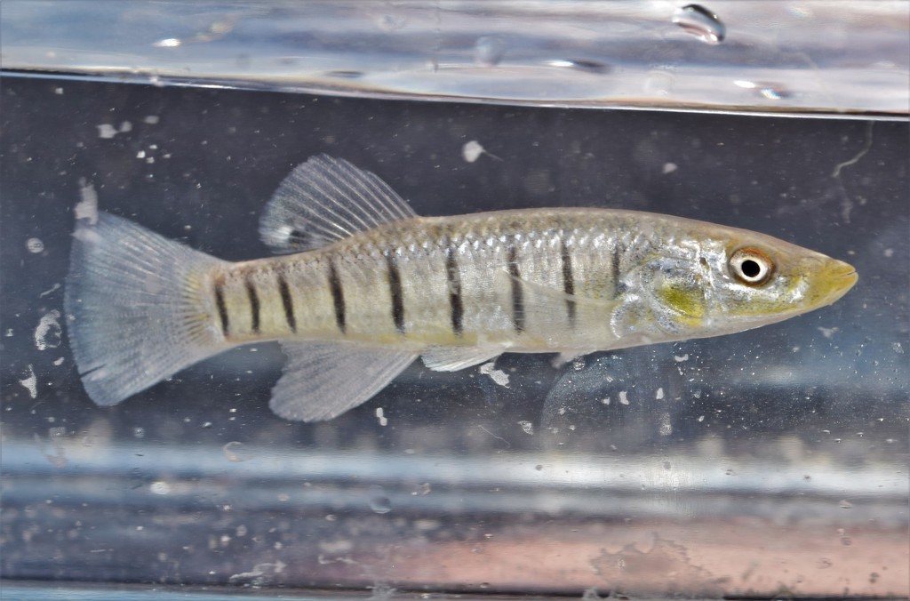 Longnose Killifish (Marine life of the Rio Grande Valley) · iNaturalist