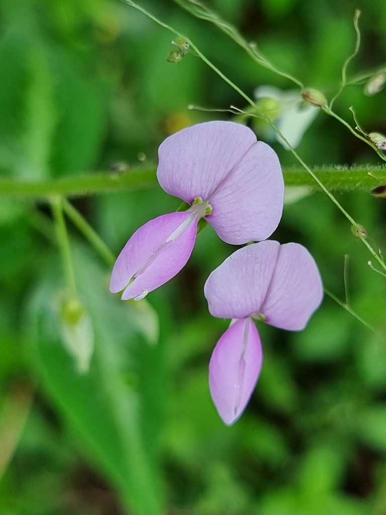 Silverleaf Desmodium from Woodford QLD 4514, Australia on April 23 ...
