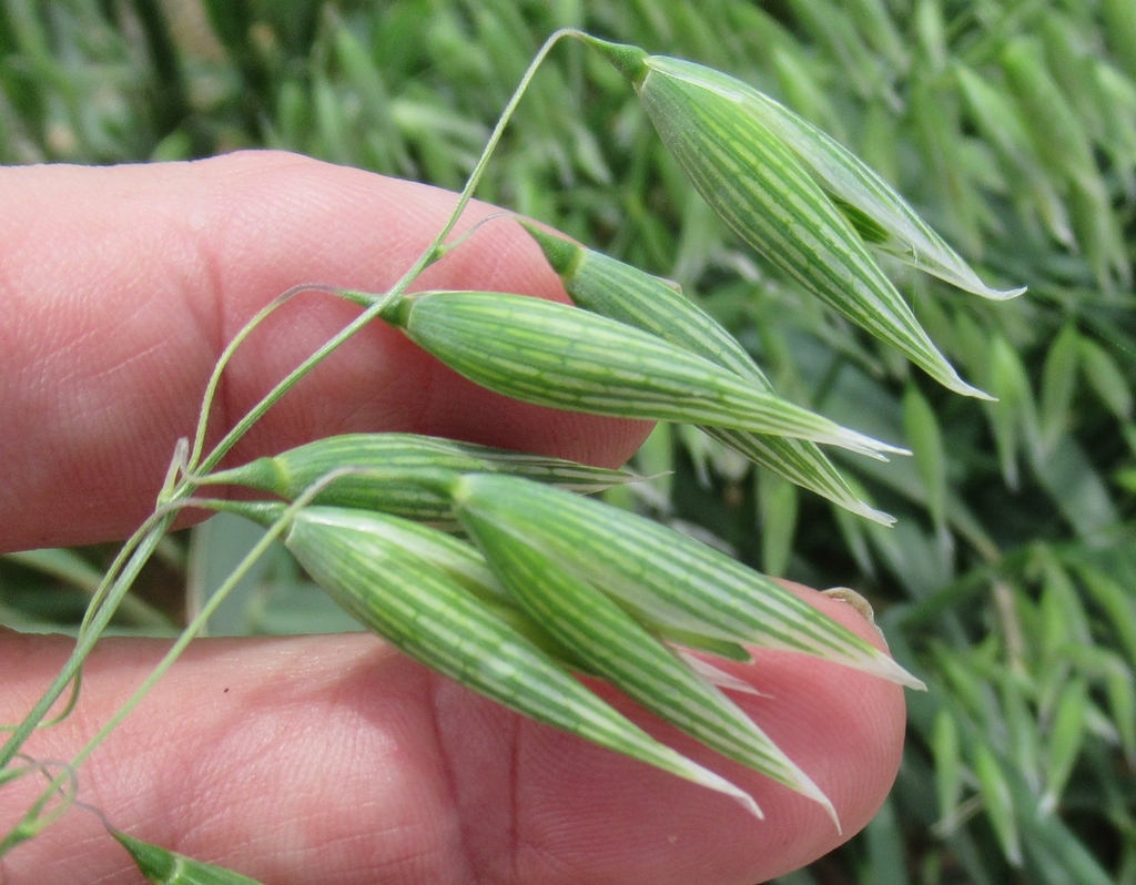 Common Oat from Hwy 36, Bell County, TX, USA on April 10, 2022 at 02:26 ...