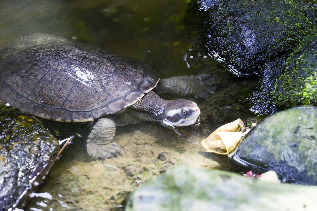 Fitzroy River Turtle in December 2014 by h_e_day. A Fitzroy River ...