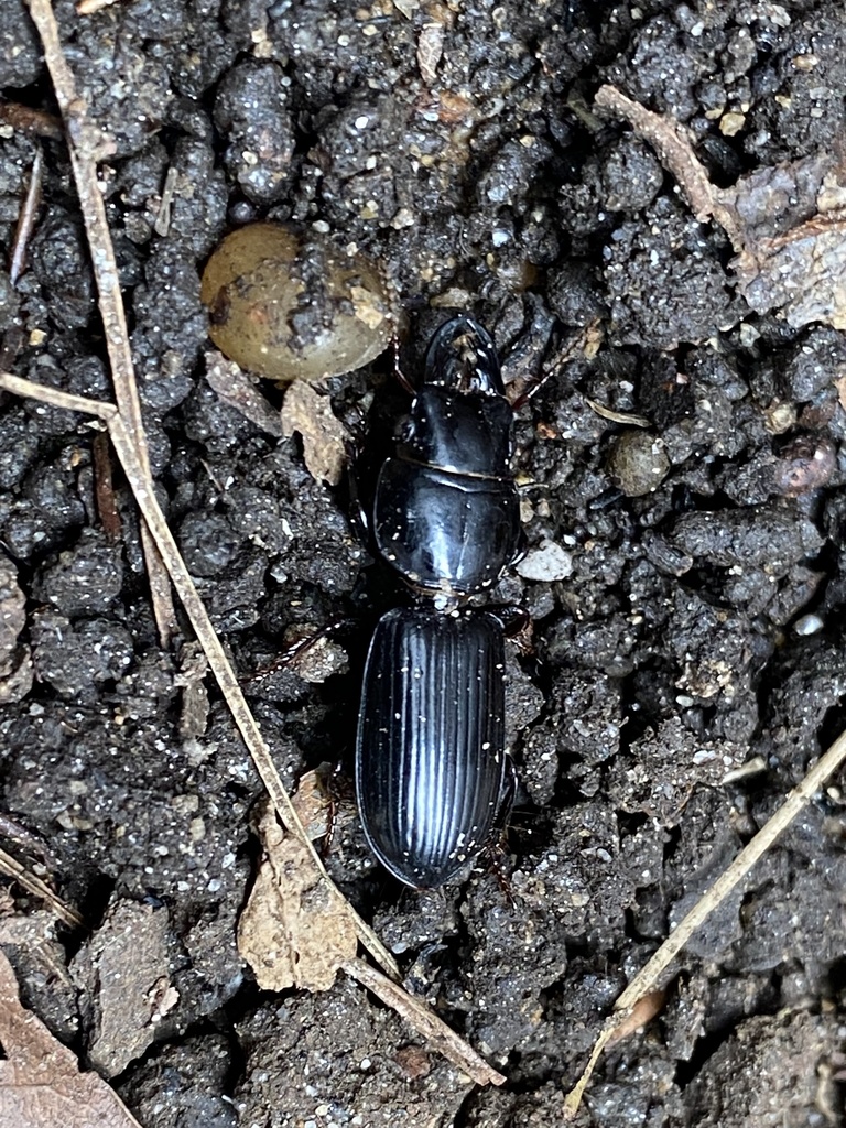 Big-headed Ground Beetle from Gulf Branch Nature Center & Park ...