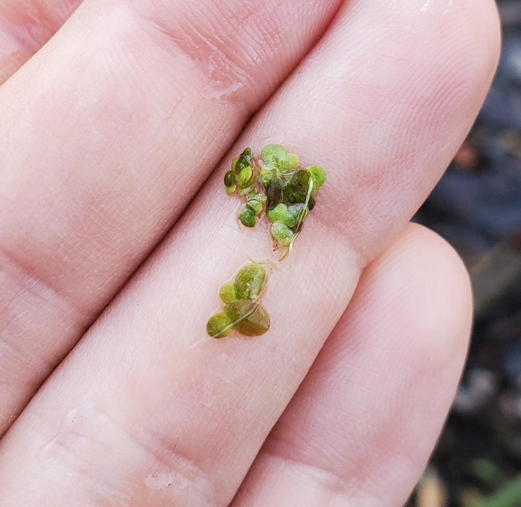 Red Duckweed from Lansing, MI 48910, USA on April 21, 2022 at 07:10 PM ...
