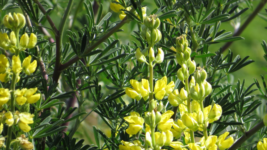 coastal bush lupine from San Bruno Mountain State and County Park, San ...