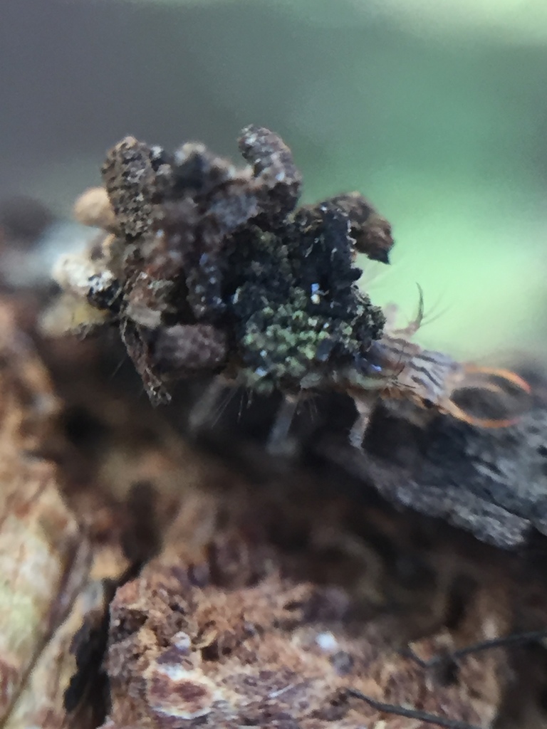 Mallada basalis from Auckland, New Zealand on April 23, 2022 at 12:07 ...