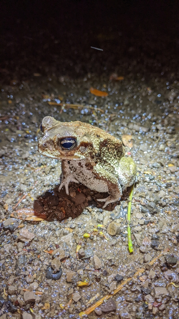 Yellow Toad from Lepanto District, Puntarenas Province, Costa Rica on ...