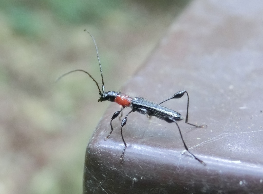 Kurarua from 台灣彰化縣 on April 17, 2022 at 03:03 PM by r88621108 · iNaturalist