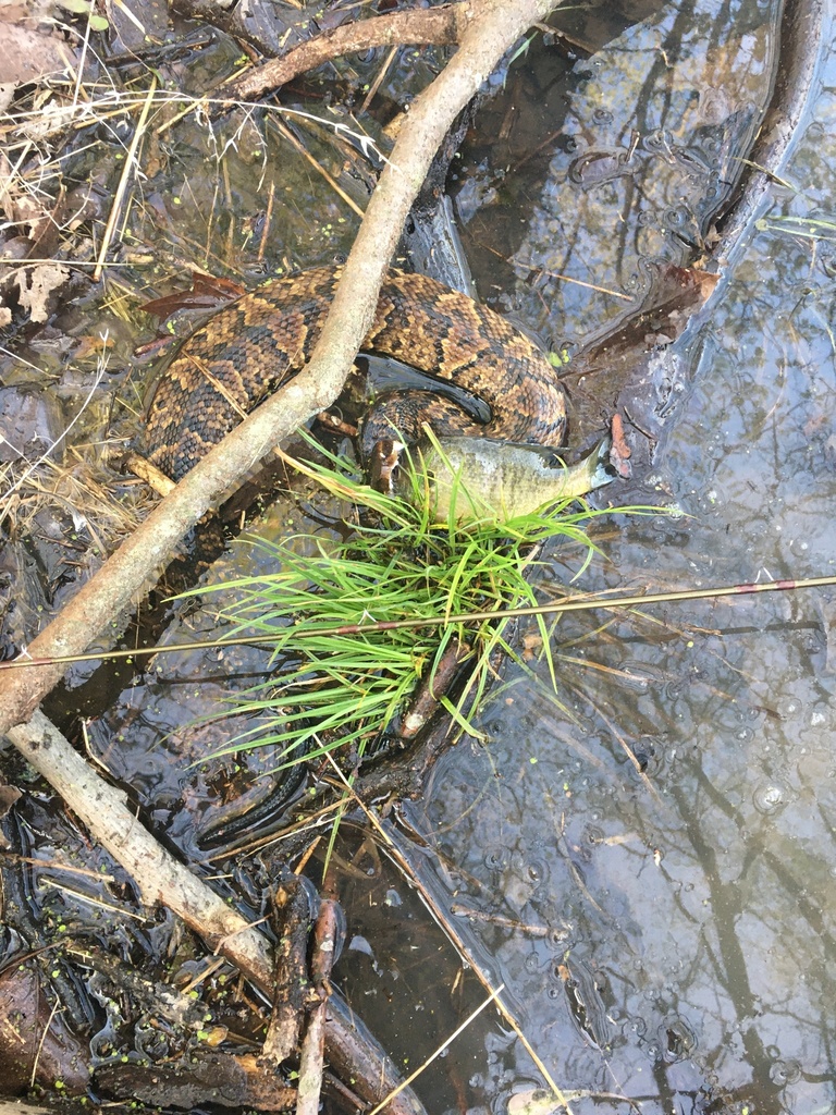 Northern Cottonmouth from Wappapello, MO, US on April 22, 2022 at 05:59 ...