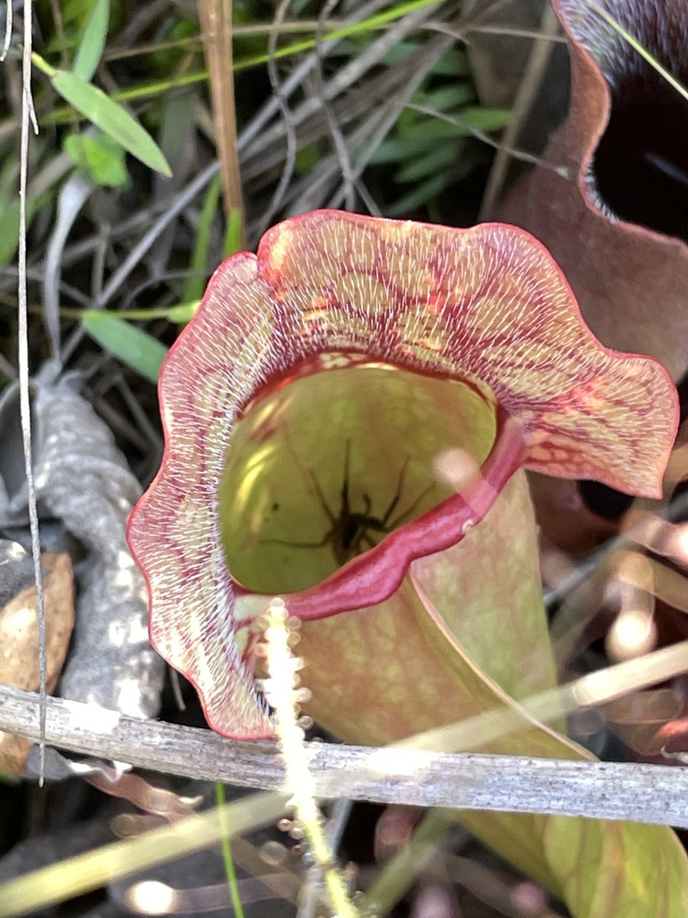 Burk's southern pitcher plant in April 2022 by Sam Mwenda. Apalachicola ...