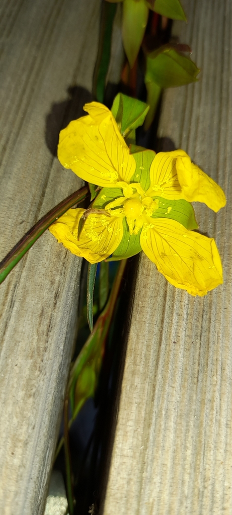 Longleaf Primrose-willow from Coorparoo QLD 4151, Australia on April 23 ...