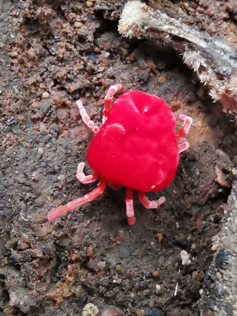 Trombidium from 91313 Ver., México on April 22, 2022 at 11:42 AM by ...