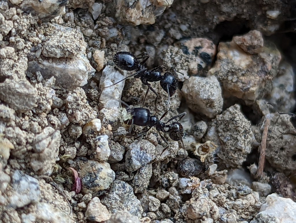 Veromessor pergandei from Cartago, CA 93549, USA on April 21, 2022 at ...