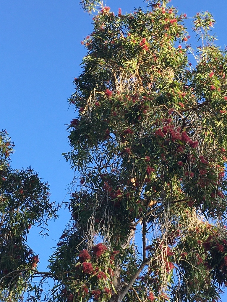 Broad Leaved Tea Tree from Brisbane QLD, Australia on April 23, 2022 at ...