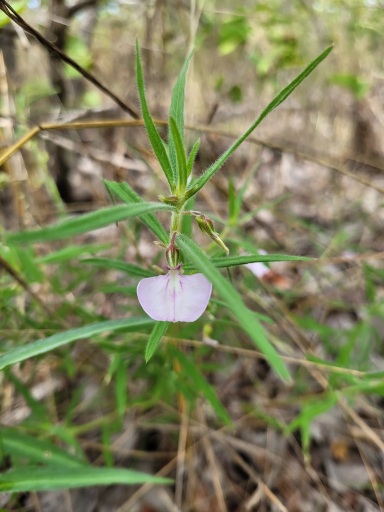 Spade Flower from Ehlanzeni, South Africa on April 21, 2022 at 09:52 AM ...