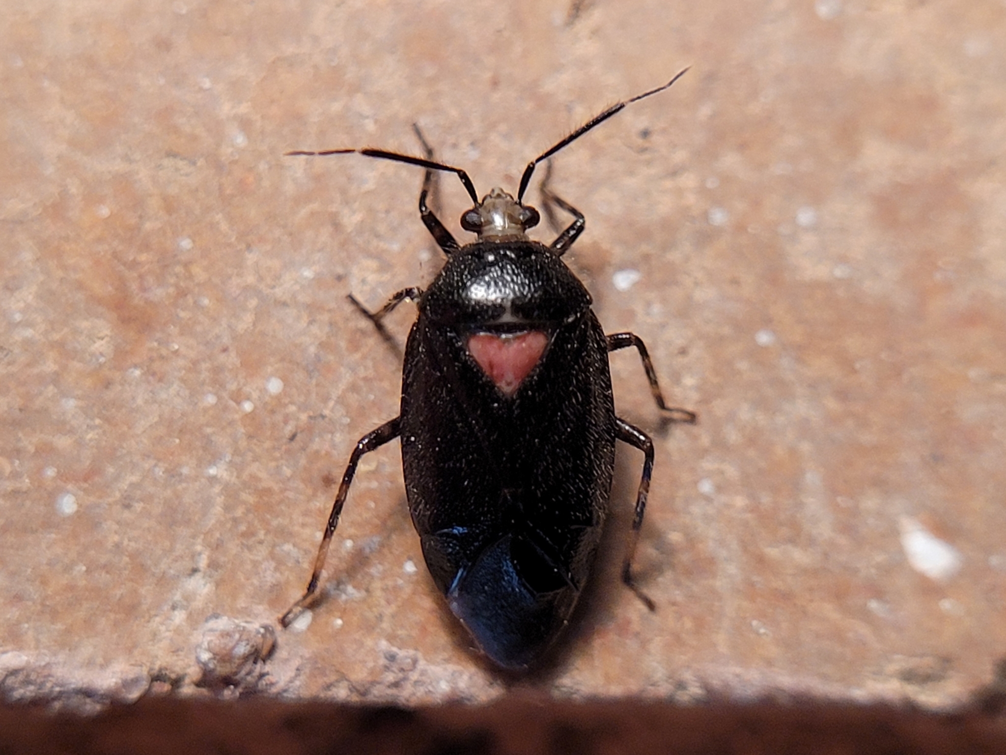 Deraeocoris sayi (Reuter, 1876)