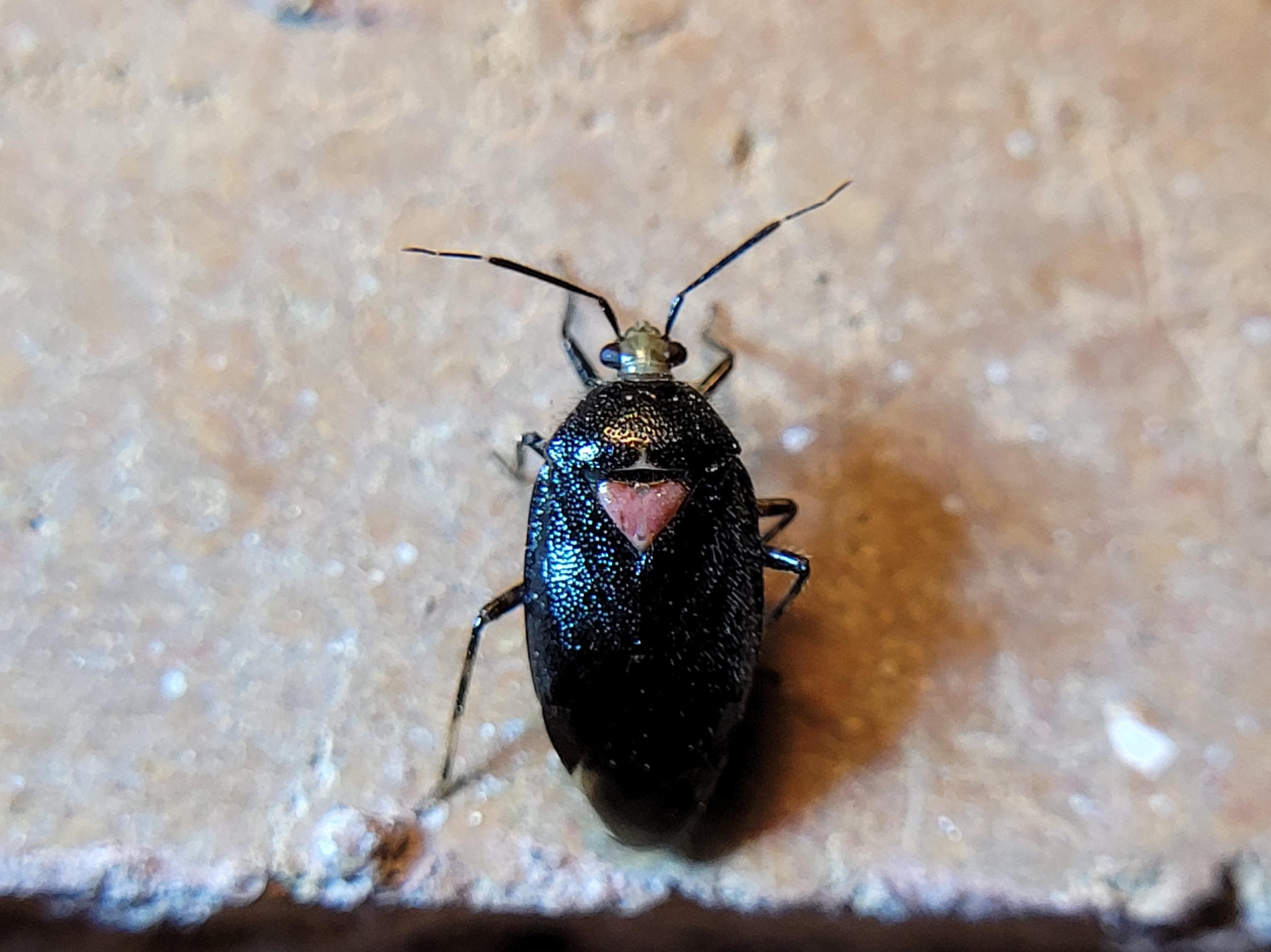 Deraeocoris sayi (Reuter, 1876)