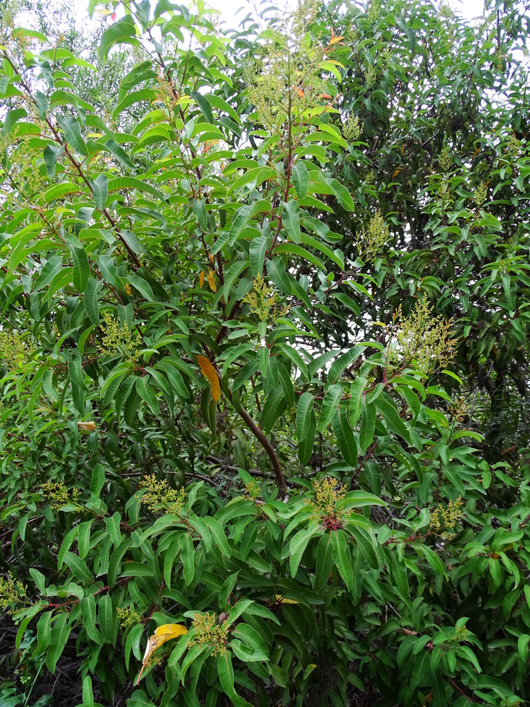 laurel sumac from Sycamore Canyon Open Space, Los Angeles, California ...