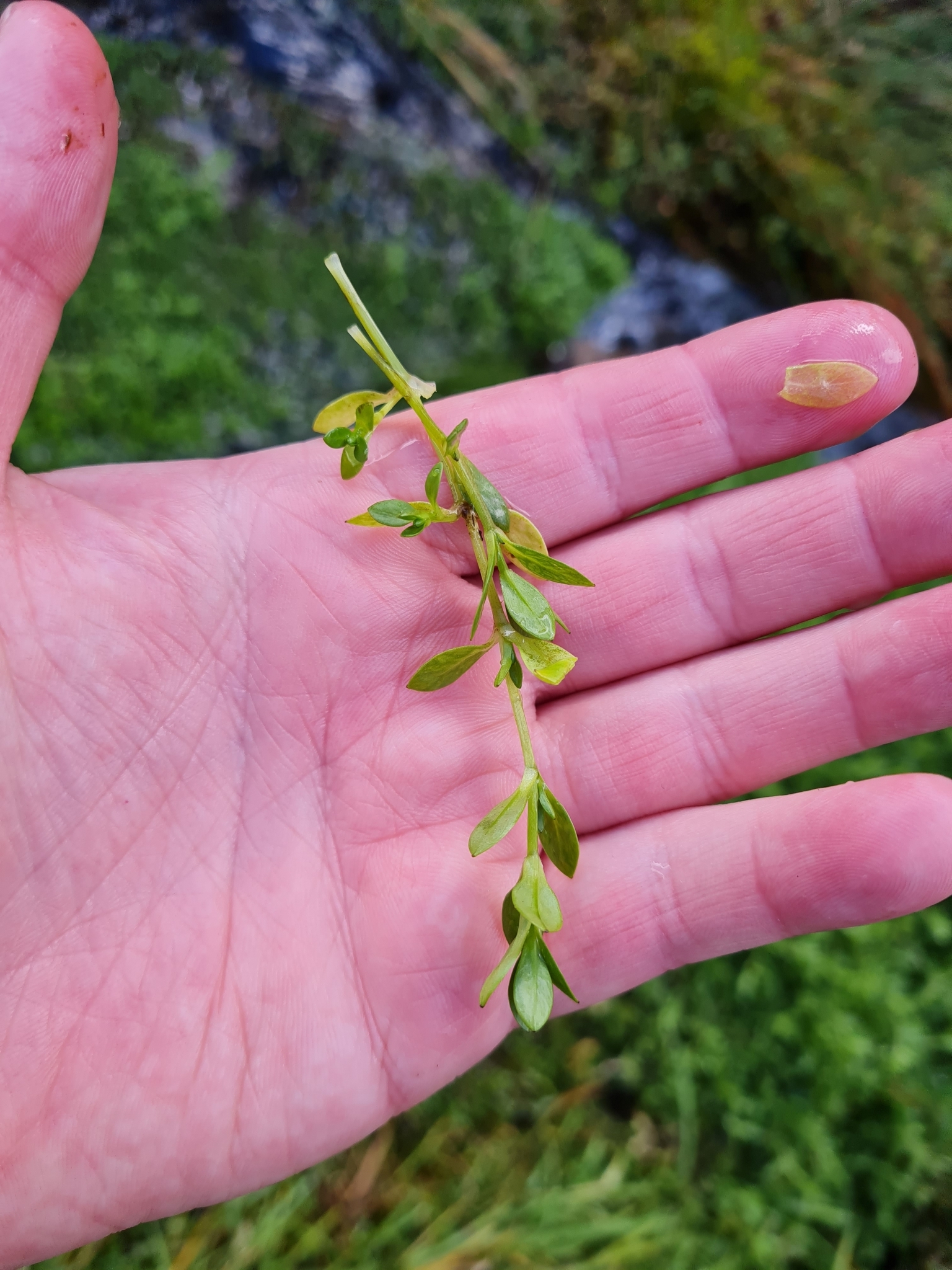 Montia fontana subsp. fontana