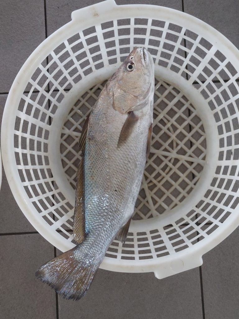 Mi-iuy Croaker from 725台灣台南市將軍區鯤鯓港 on April 23, 2022 at 01:36 PM by ...