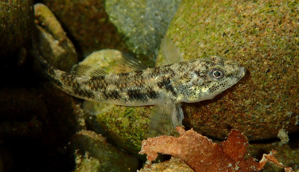 Common Bully from Springston, New Zealand on April 18, 2022 at 03:12 PM ...