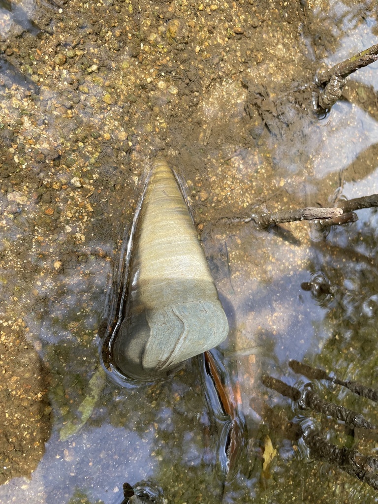 Telescopium telescopium from The Great Barrier Reef Marine Park, Nelly ...