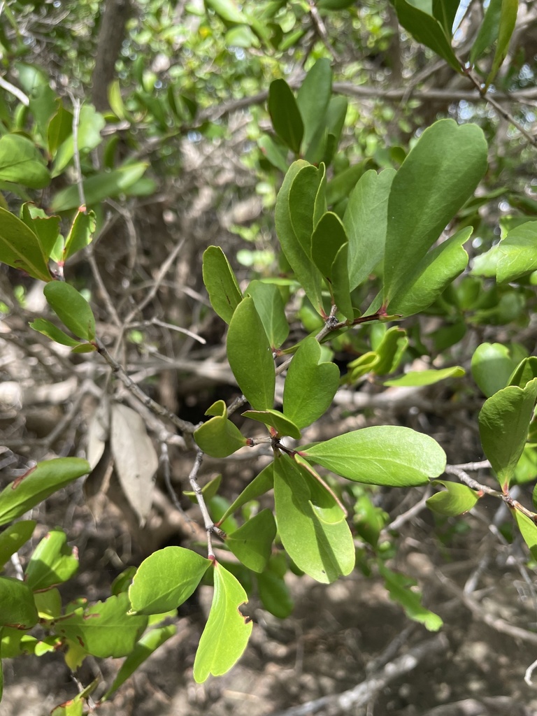 myrtle mangrove from The Great Barrier Reef Marine Park, Nelly Bay, QLD ...