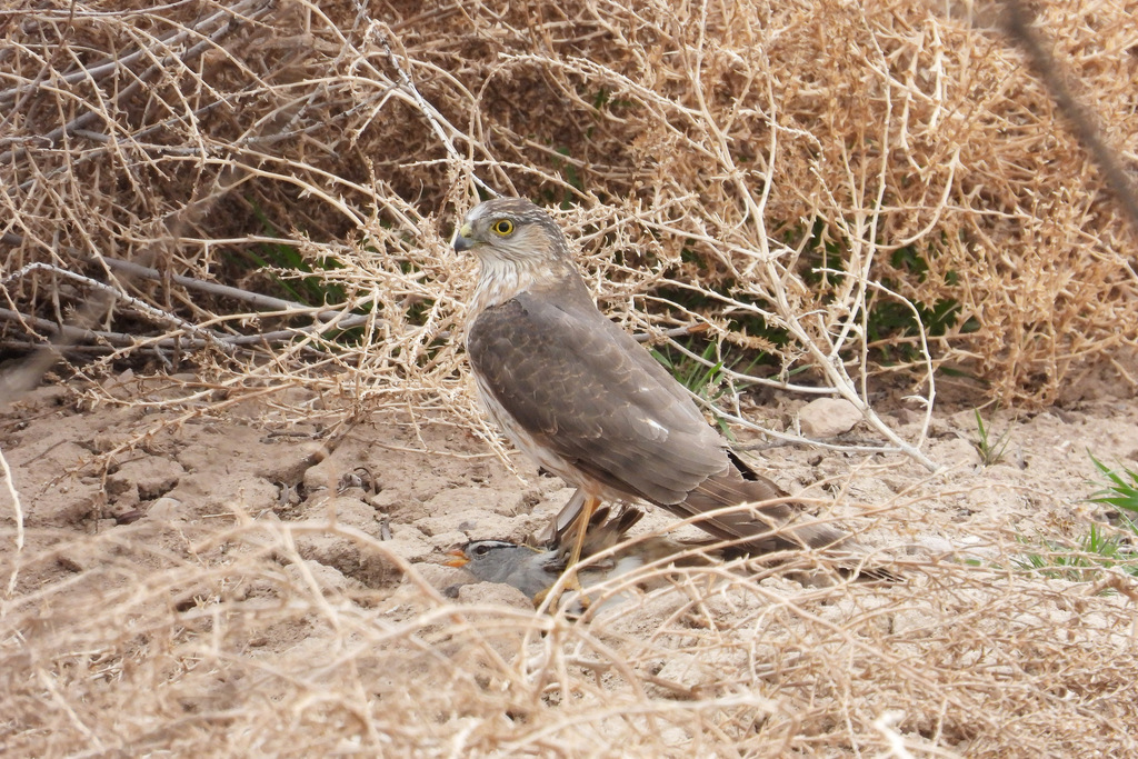 Sharp-shinned Hawk from Sevier County, UT, USA on April 19, 2022 at 04: ...