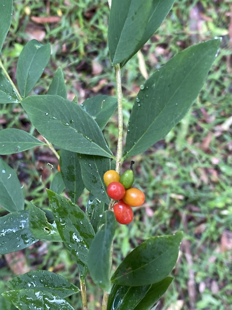 Bootlace Plant from Mount Gravatt-Capalaba Rd, Mansfield, QLD, AU on ...