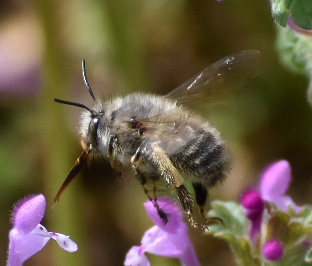 Asian Shaggy Digger Bee from Cromwell Valley, Hampton, MD, USA on April ...