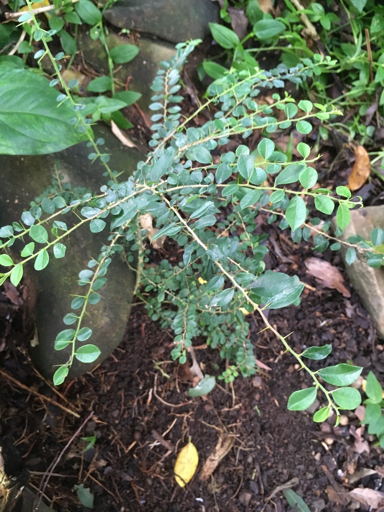 Cockspur Thorn from Fig Tree Dr, Goonellabah, NSW, AU on April 23, 2022 ...