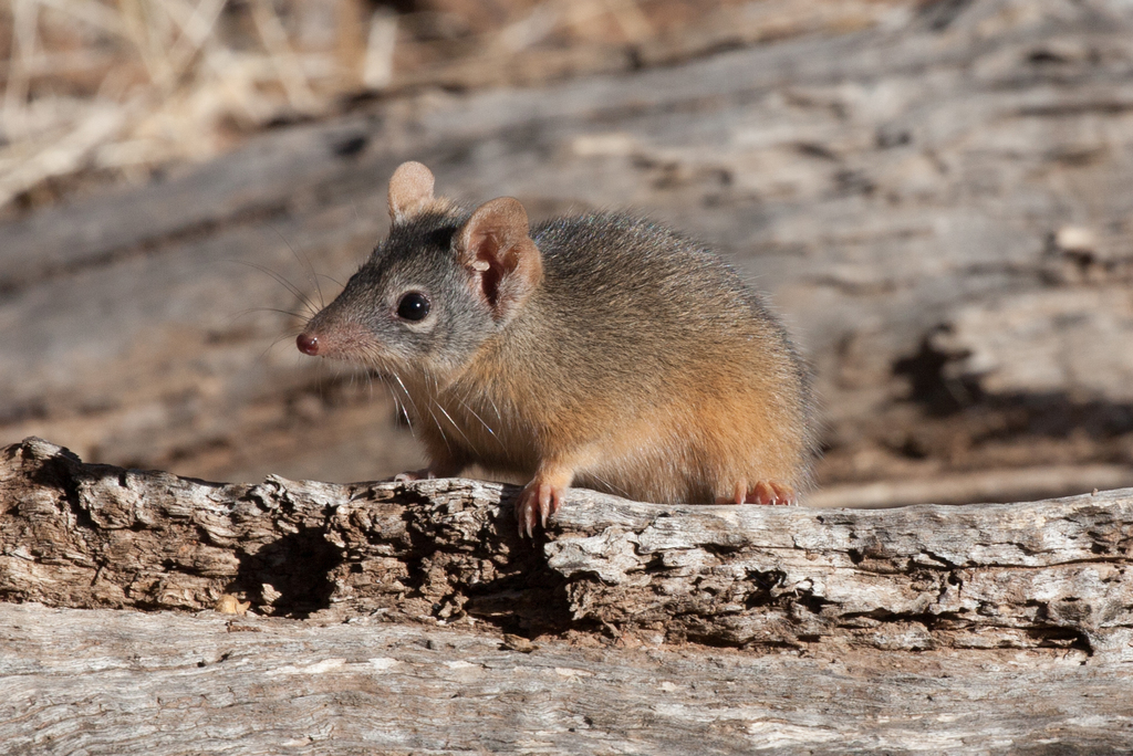 Antechinuses (Antechinus) - Know Your Mammals