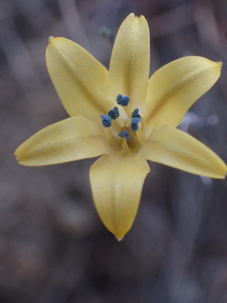 Piute Mountains Triteleia from Sequoia National Forest, Caliente, CA ...