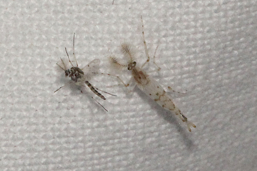 Mosquitoes and Midges from Lonesome Stockyards, Beilba QLD 4454 ...