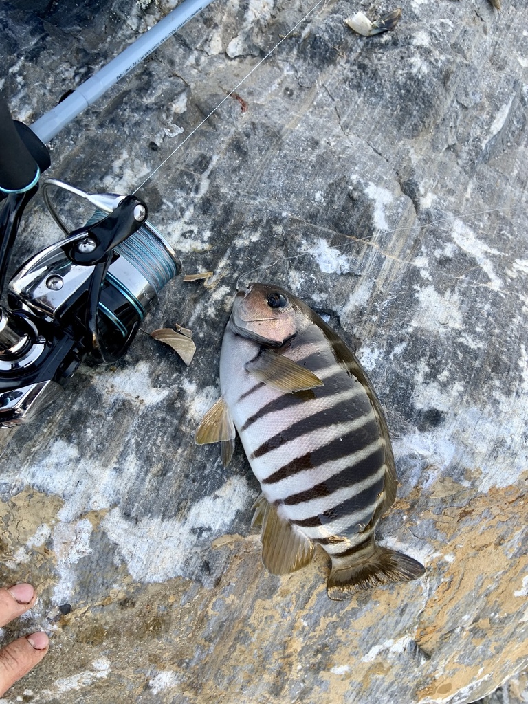 Zebrafish from Fishery Bay, Cape Jervis, SA, AU on April 23, 2022 at 07 ...