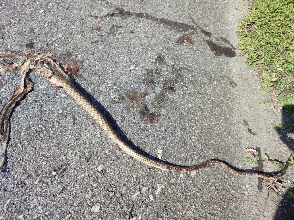 Indo-Chinese Rat Snake in April 2022 by Tanakorn Chantasuban · iNaturalist